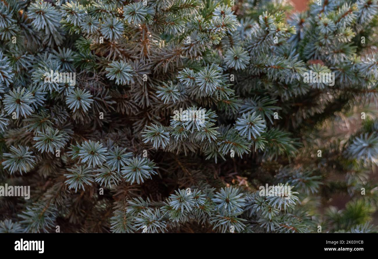 Conifer twigs close-up. Isolated branches with needles. Conceptual ...
