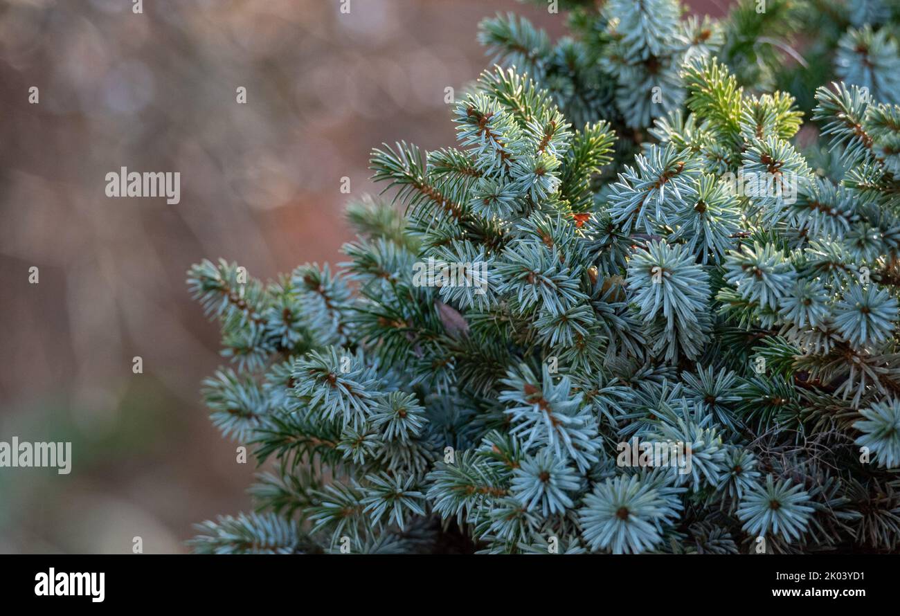 Conifer twigs close-up. Isolated branches with needles. Conceptual ...