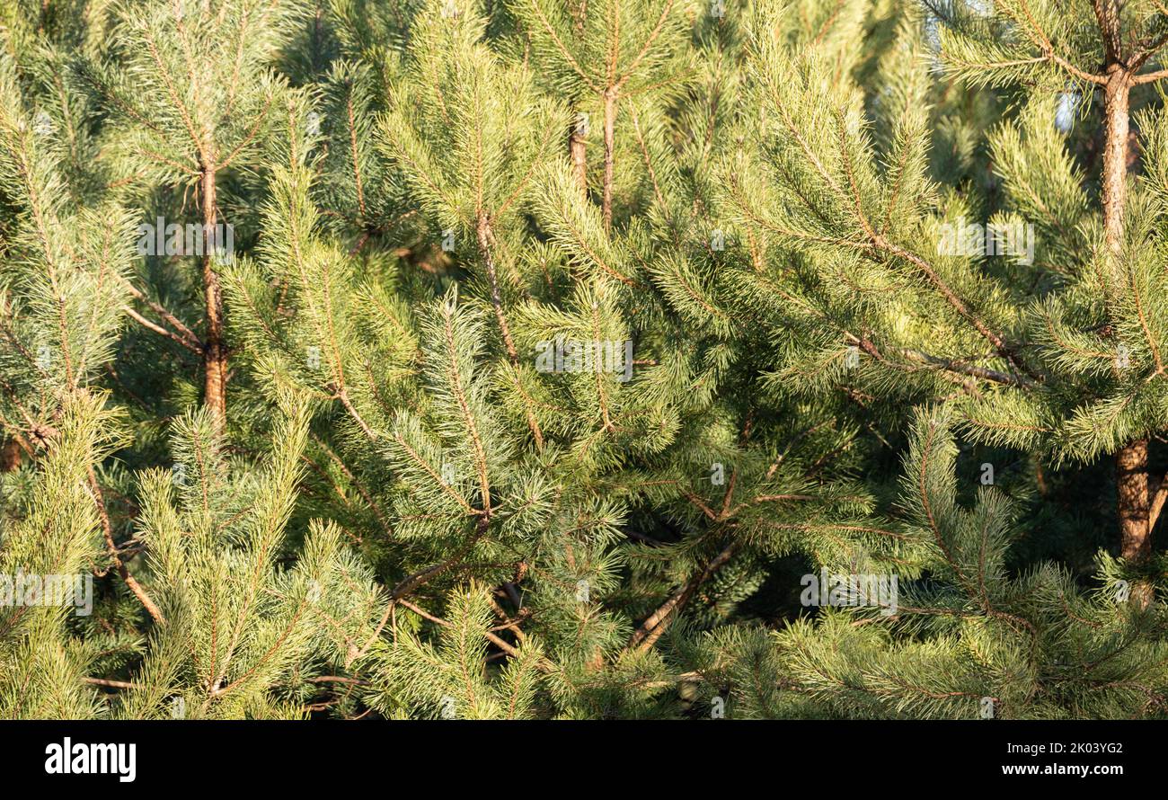 Conifer twigs close-up. Isolated branches with needles. Conceptual ...