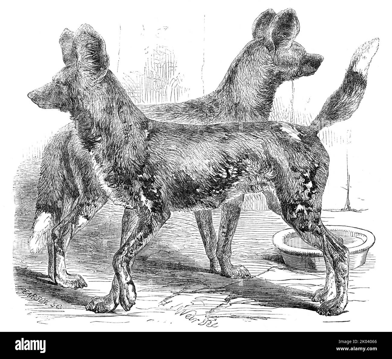 Cape Hunting Dogs, in the Gardens of the Zoological Society, Regent's ...