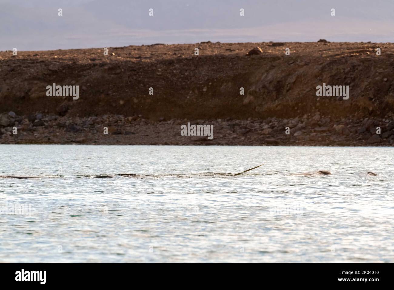 Tusk of Narwhal pod in Croker Bay, Devon Island, Nunavut, Canada Stock ...