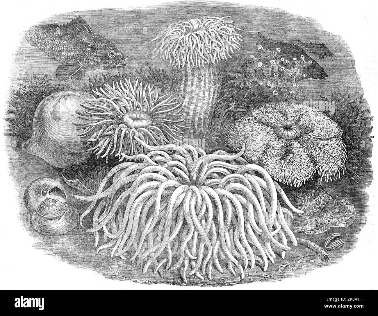 Basal sucker Black and White Stock Photos & Images - Alamy