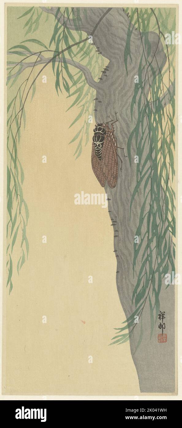 Cicada on tree. Private Collection Stock Photo - Alamy