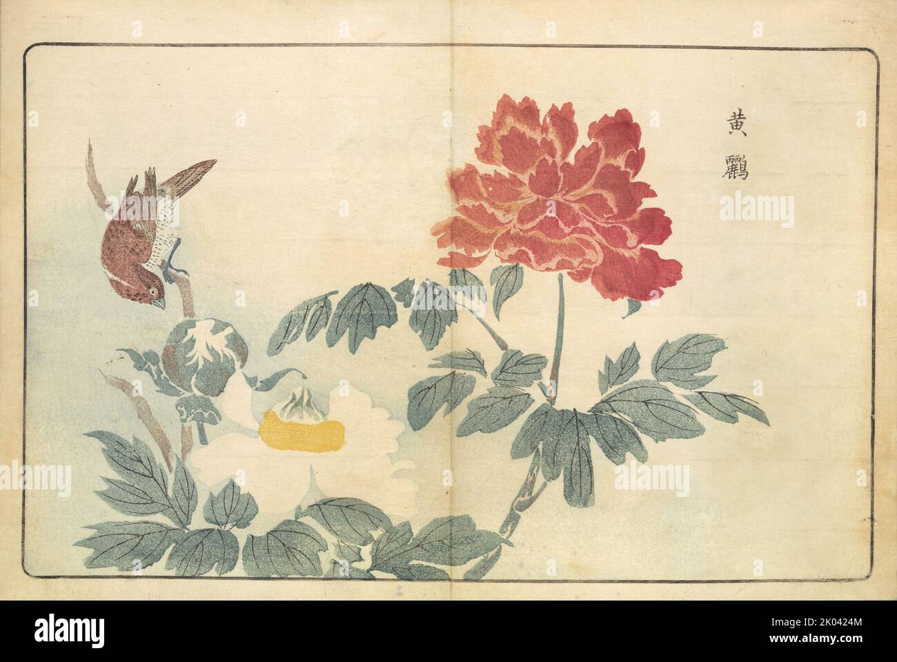 Illustration from "Pictures of Imported Birds", 1790. Private ...