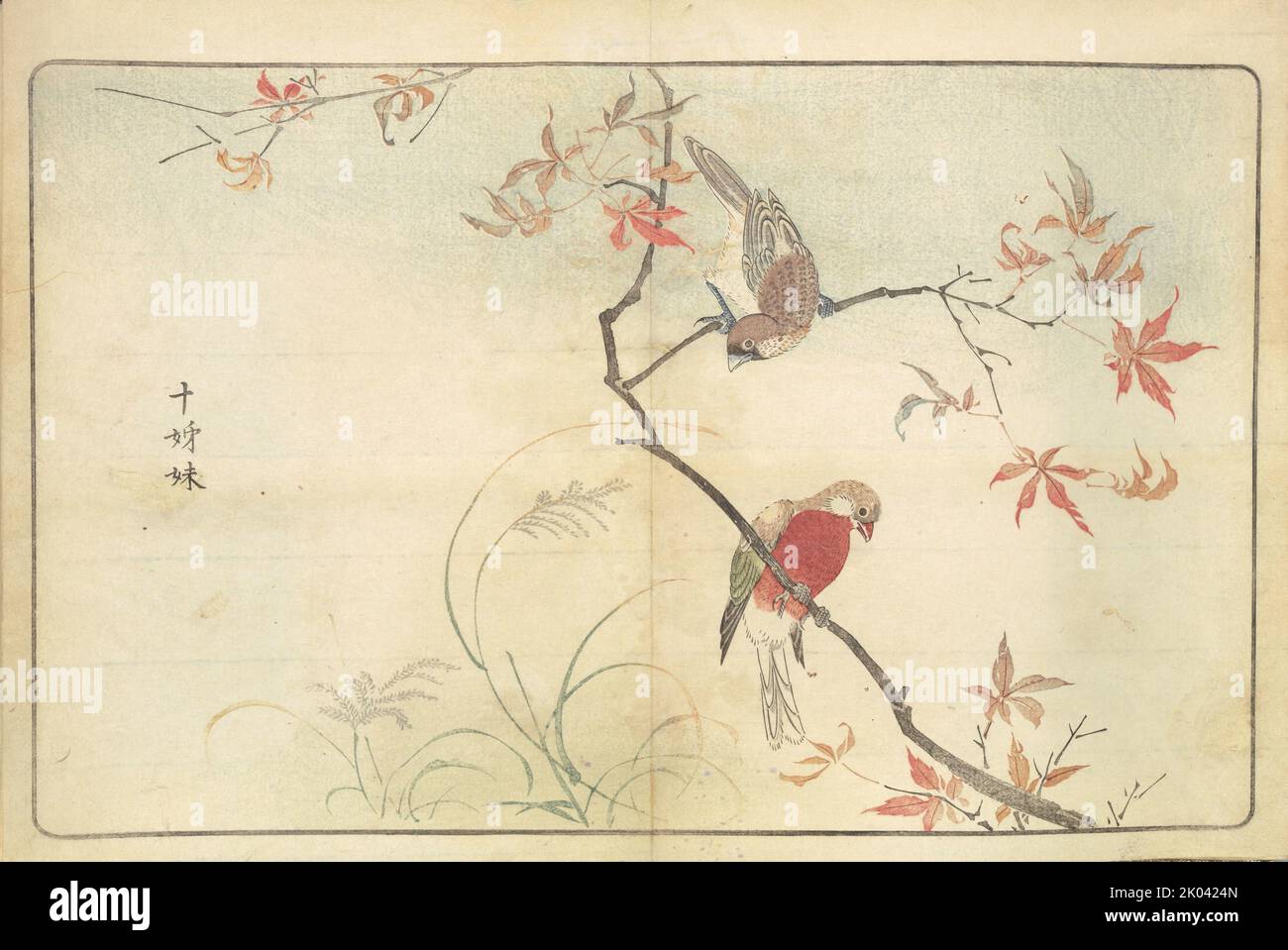 Illustration from "Pictures of Imported Birds", 1790. Private ...