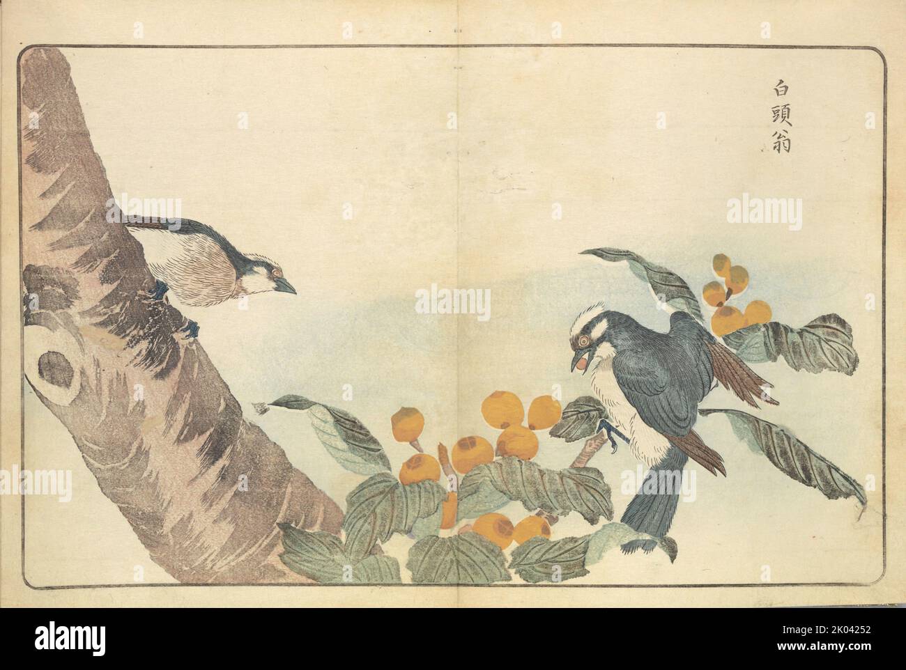 Illustration from "Pictures of Imported Birds", 1790. Private ...