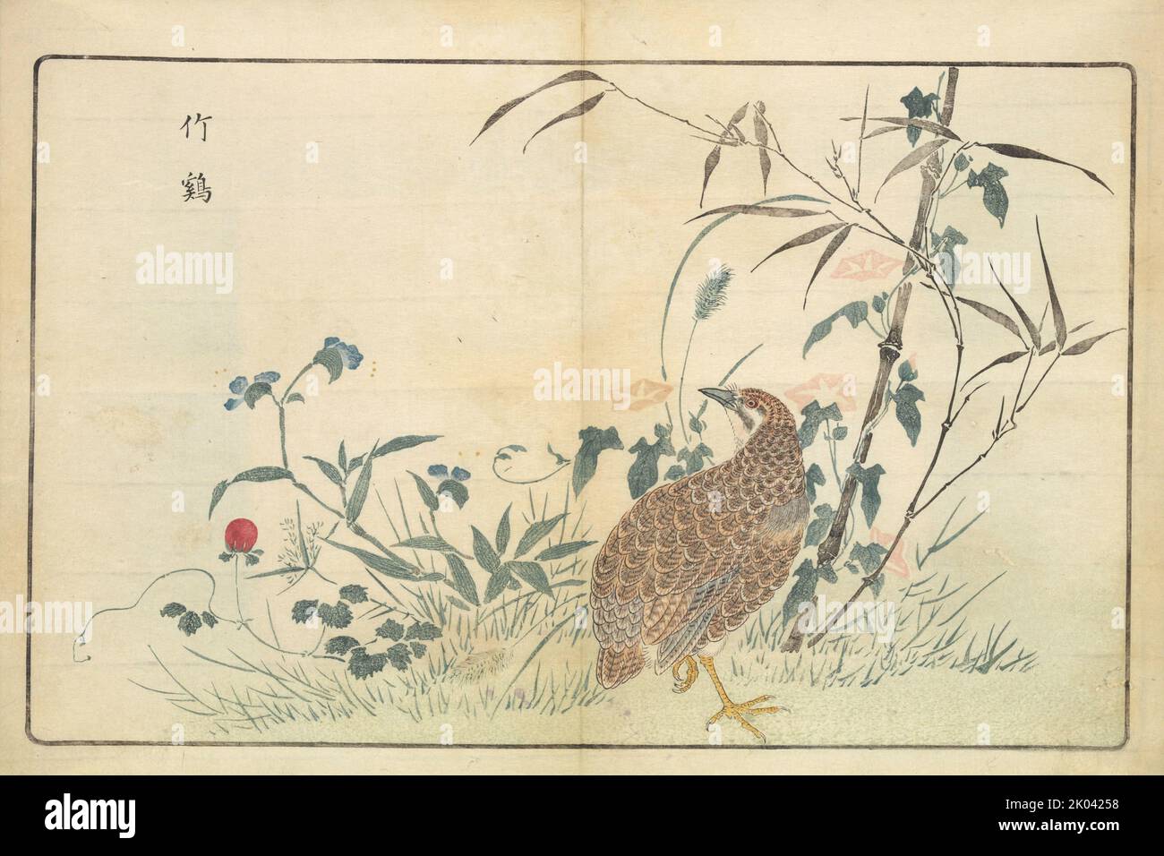 Illustration from "Pictures of Imported Birds", 1790. Private ...