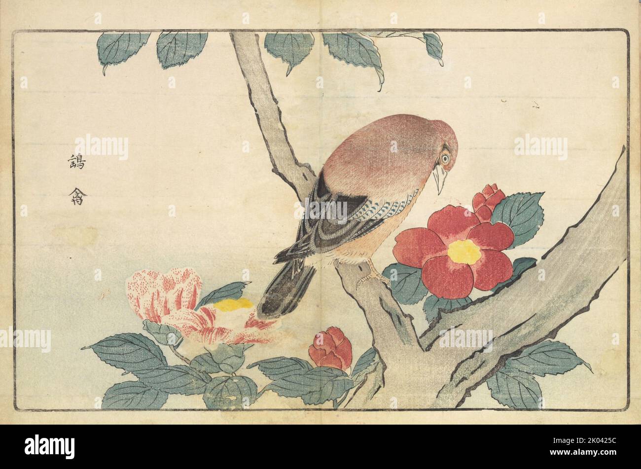 Illustration from "Pictures of Imported Birds", 1790. Private ...