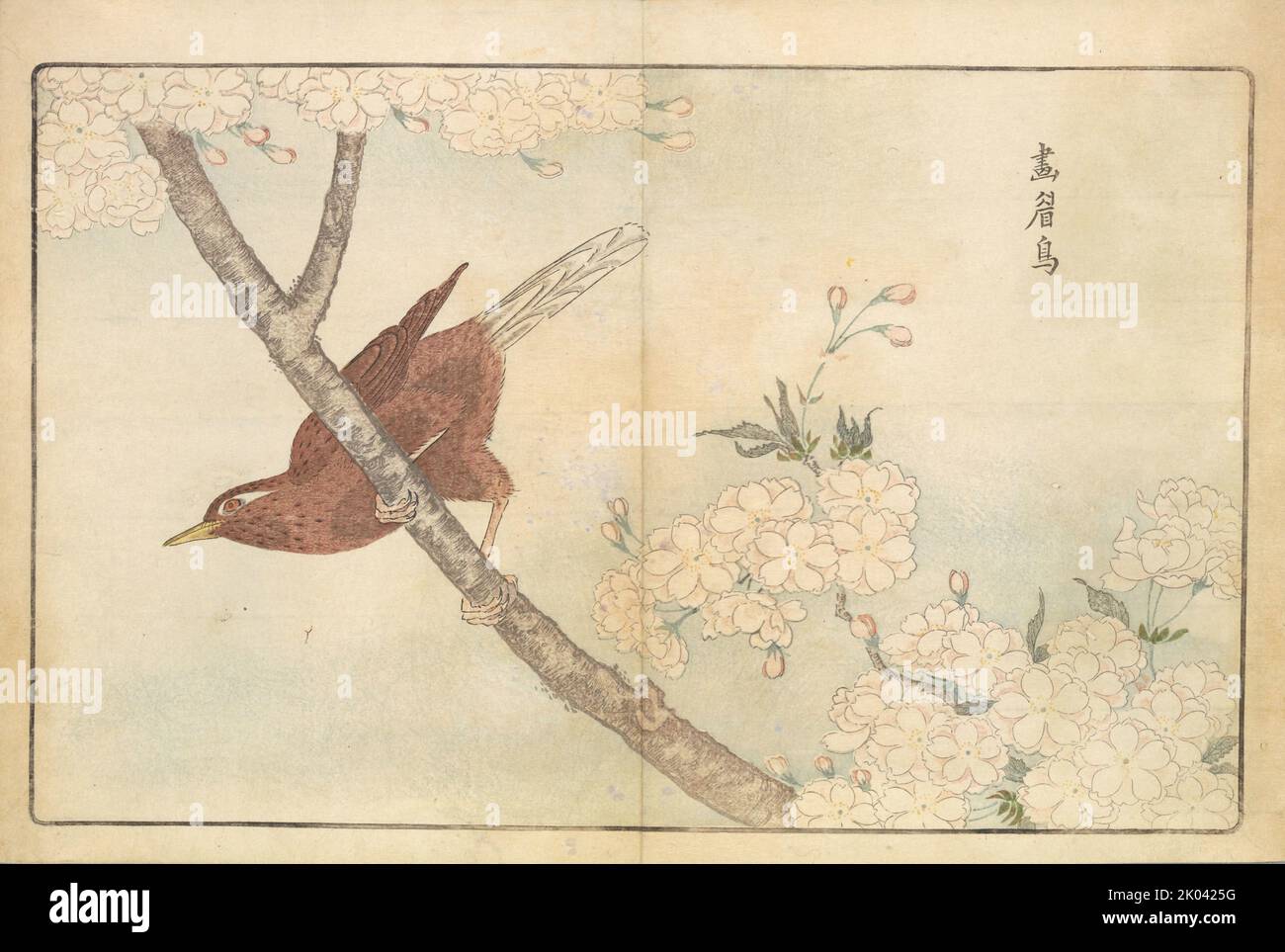 Illustration from "Pictures of Imported Birds", 1790. Private ...