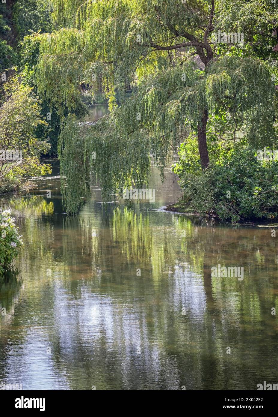 Willow tree reflections Stock Photo - Alamy