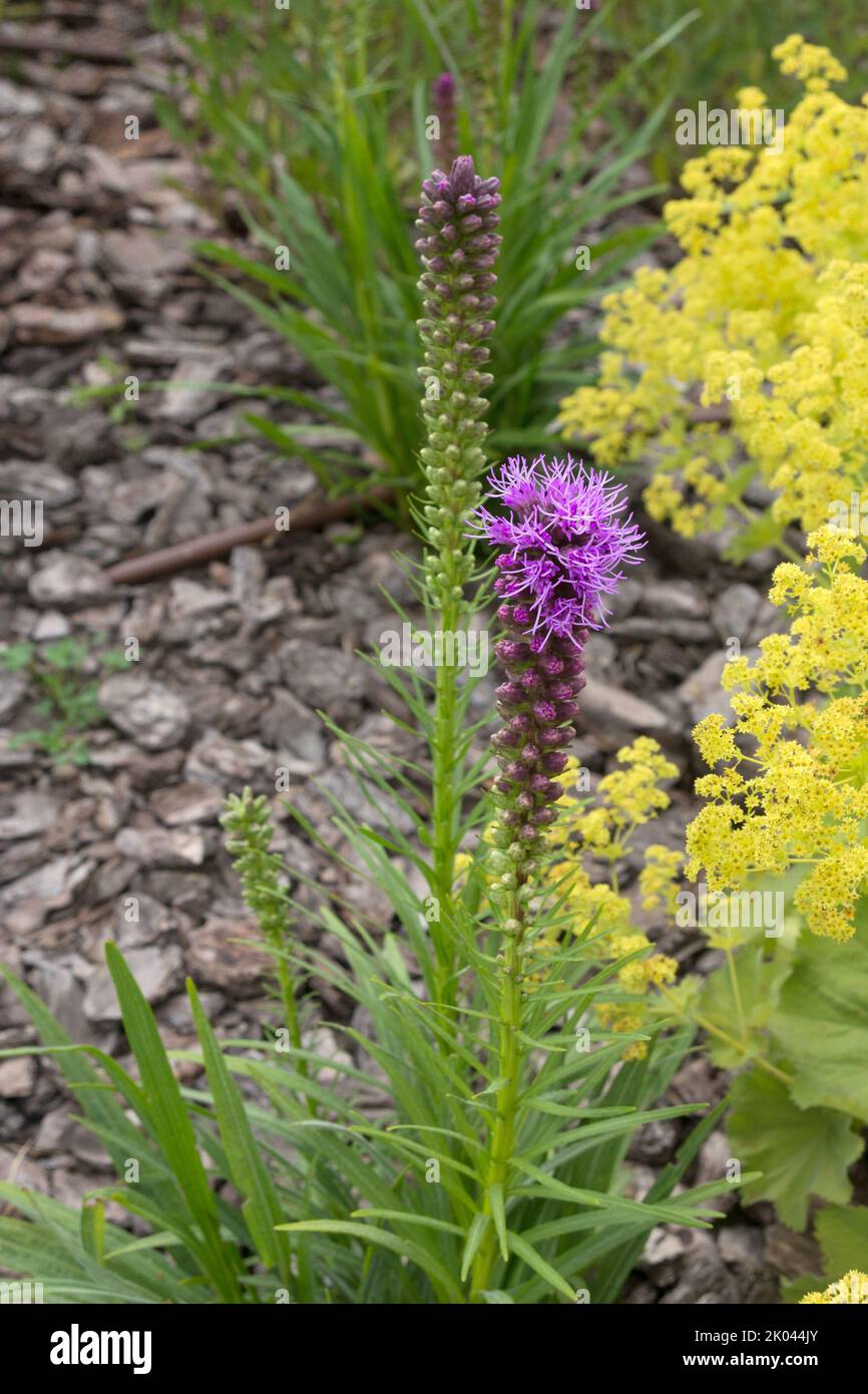 Purple Liatris spicata flowers in a garden plot. Decorative flower for ...