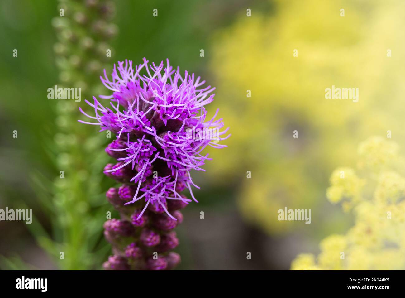 Purple Liatris spicata flowers in a garden plot. Decorative flower for ...