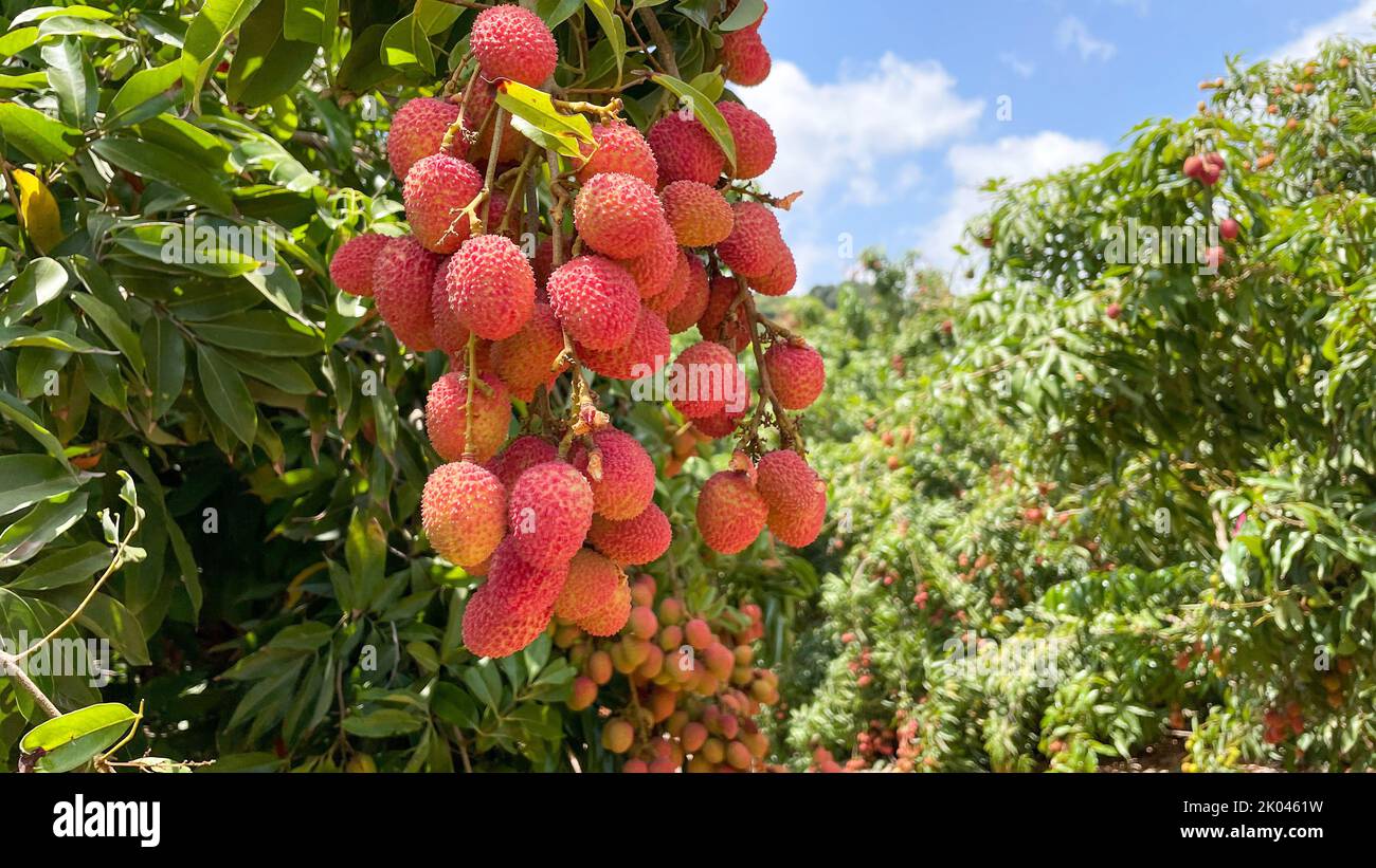 Fresh Lychee fruits hanging on branches Stock Photo - Alamy
