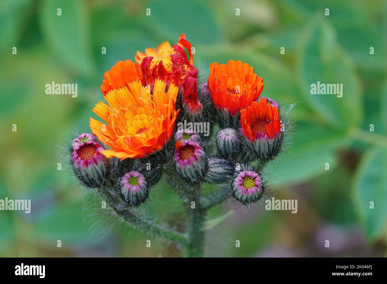 Closeup on emerging brilliant orange flowers of the Orange hawkweed ...