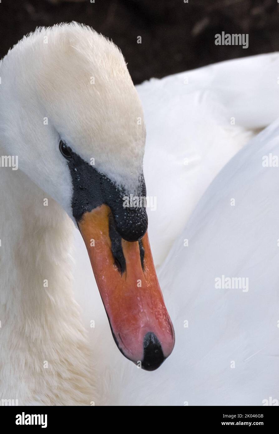 White swan orange beak hi-res stock photography and images - Alamy