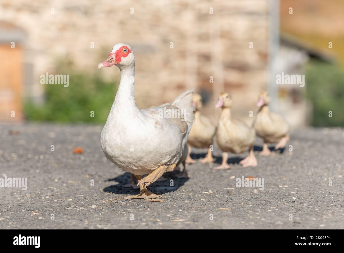 White Duck With Babies