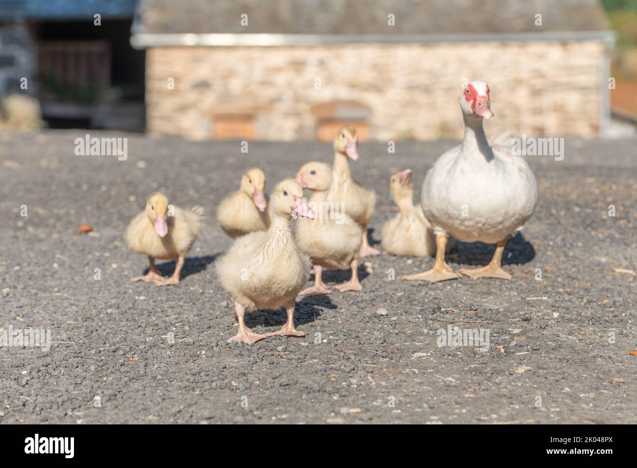 White duck female followed by her chicks on farm. Aubrac, France Stock ...