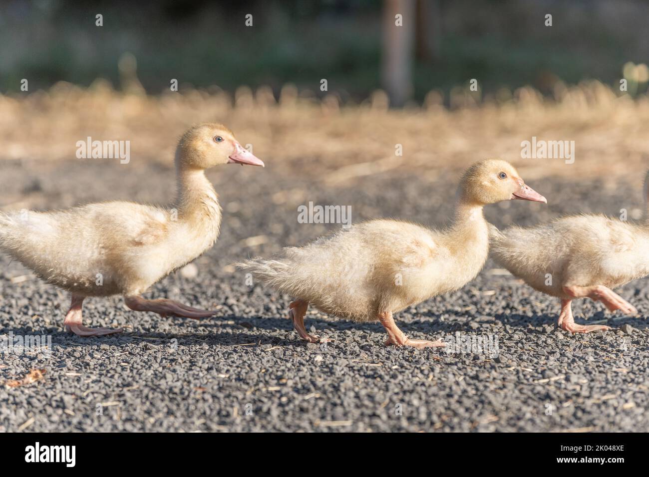 Duck chicks family walking together on farm. Aubrac, France Stock Photo ...
