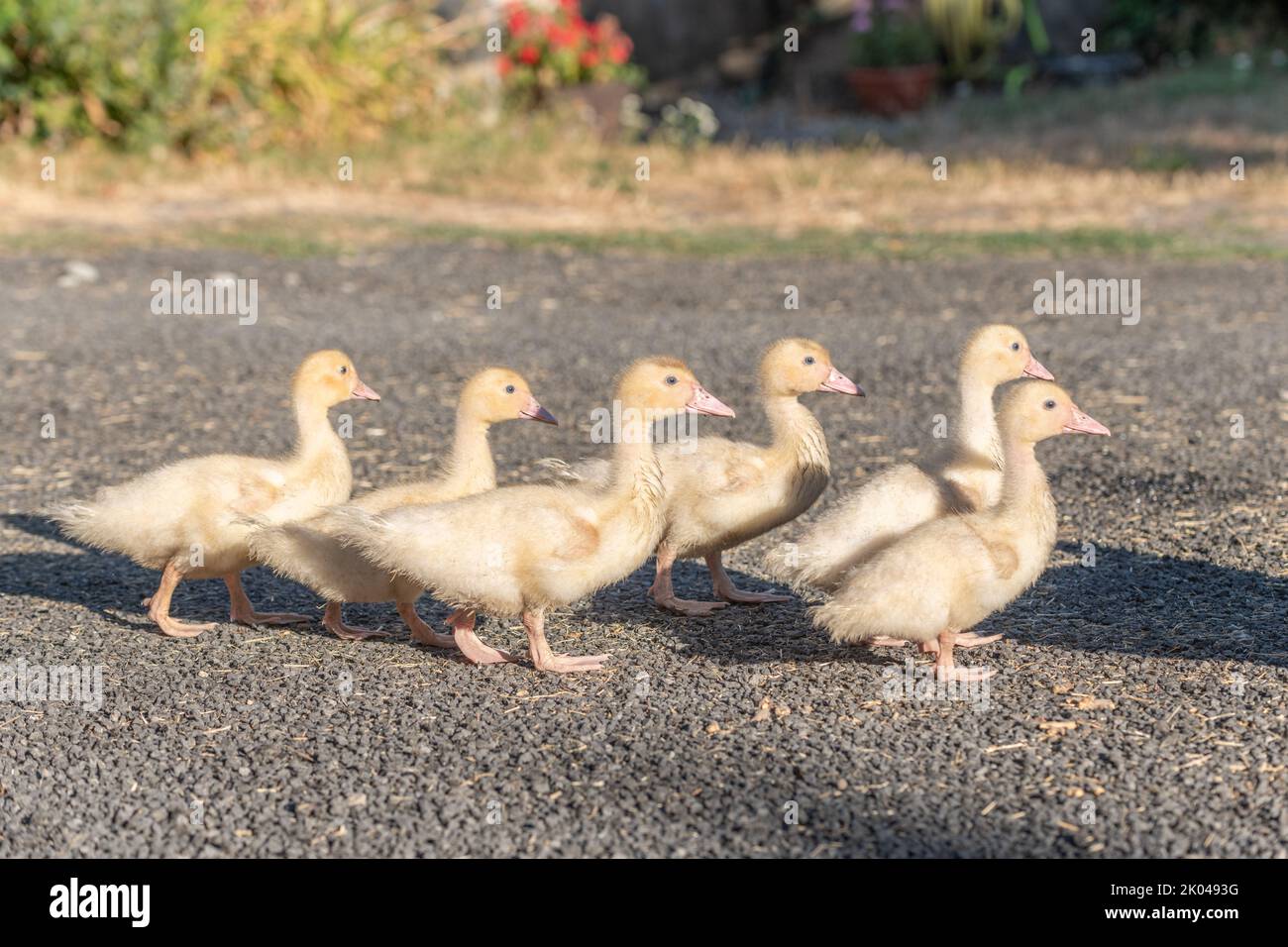 Duck chicks family walking together on farm. Aubrac, France Stock Photo ...