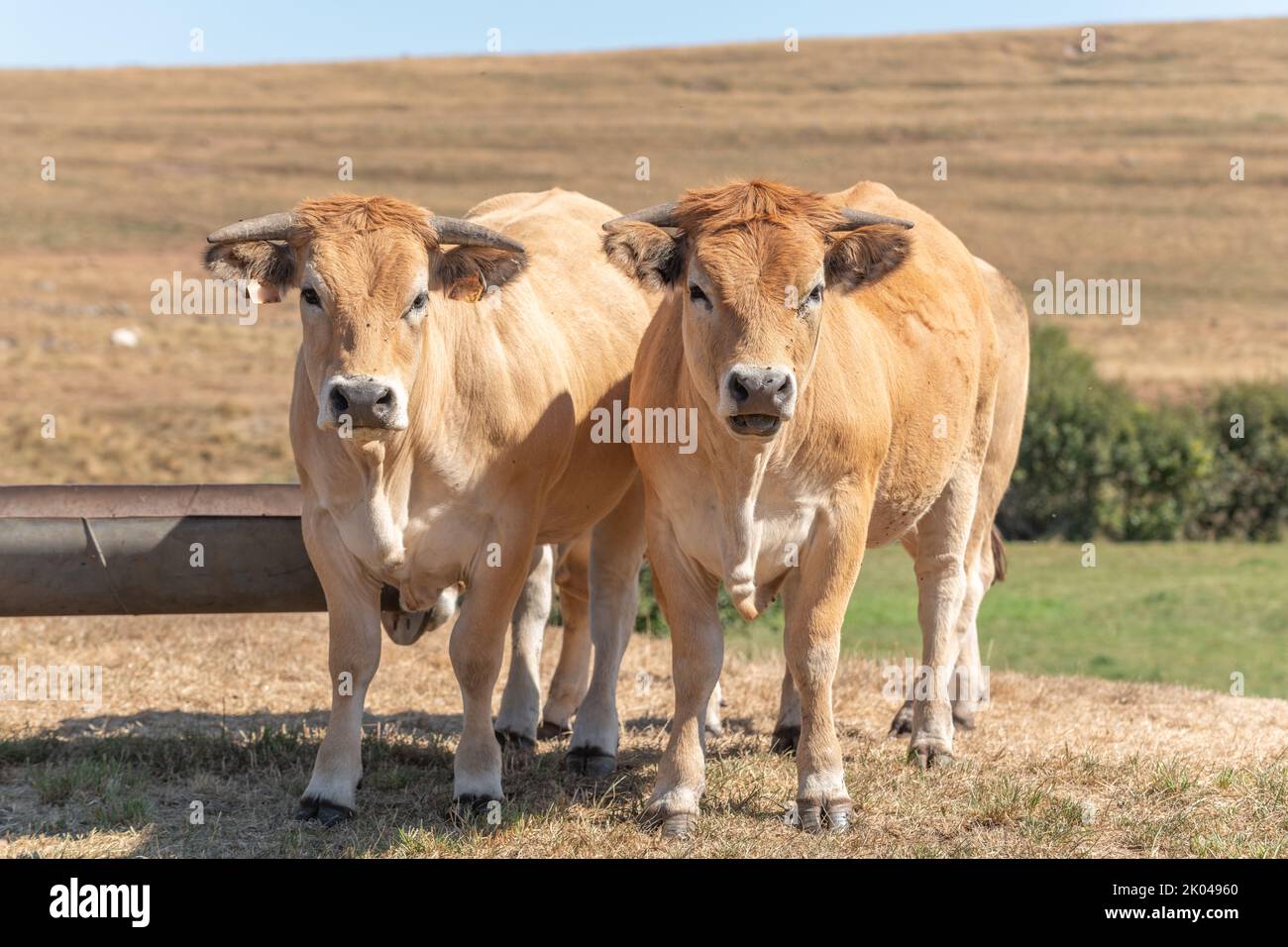 Two Aubrac cows together in pasture in summer. Aubrac, France Stock ...