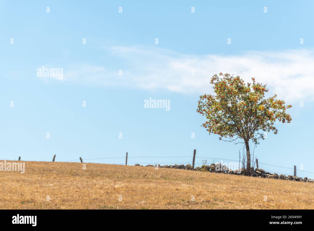 Silouhette of mountain ash tree on a mountain plateau. Aubrac, France ...
