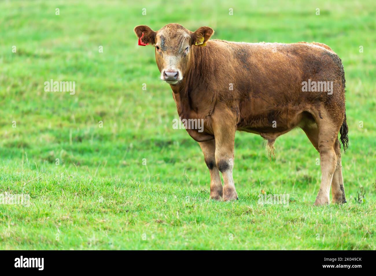 Male dairy calf england hi-res stock photography and images - Alamy