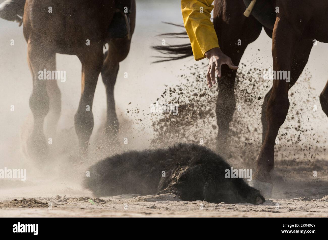 Goat carcass between the horse paws at a traditional game of Kok Boru ...