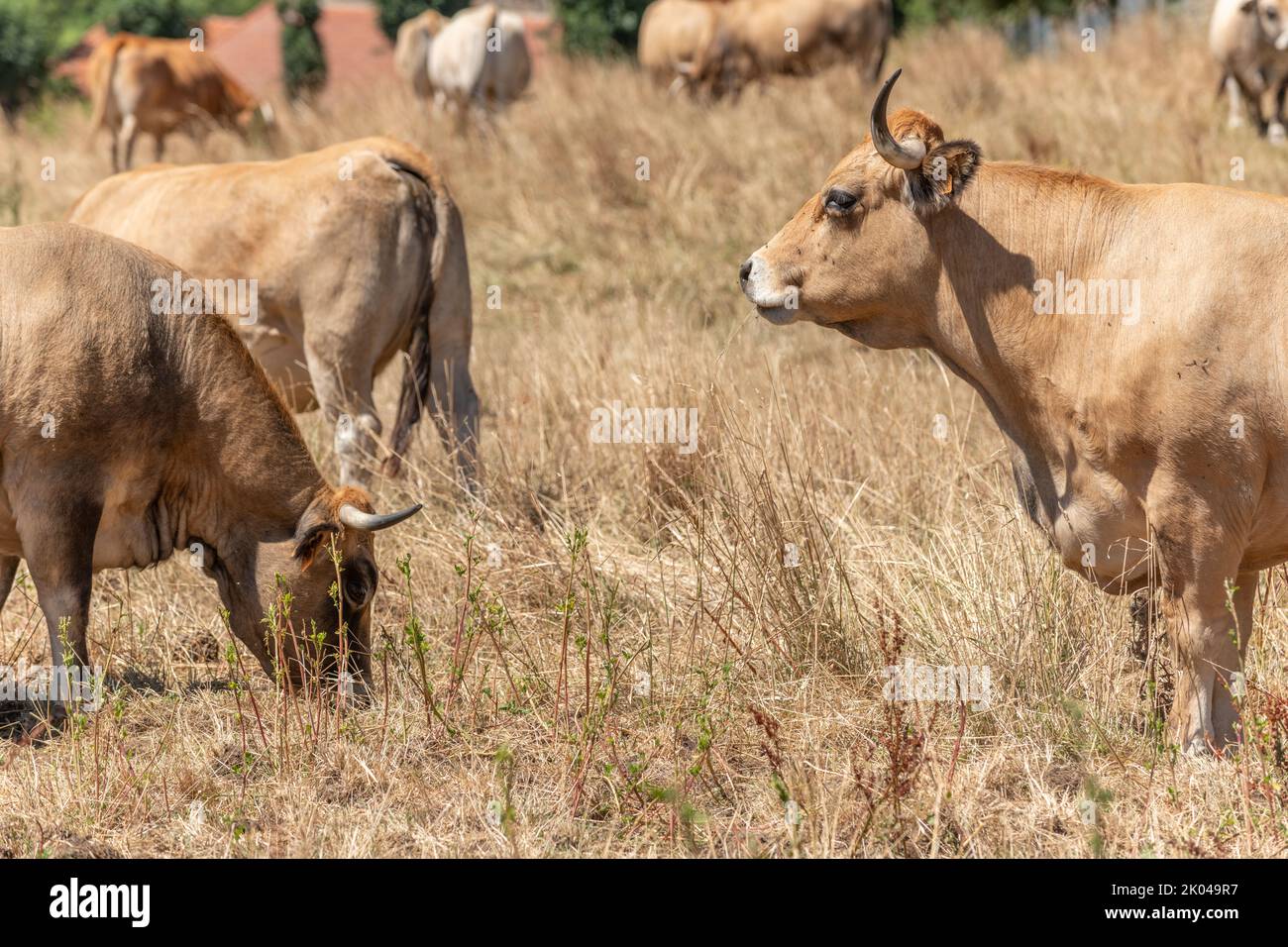 Two Aubrac cows together in pasture in summer. Aubrac, France Stock ...