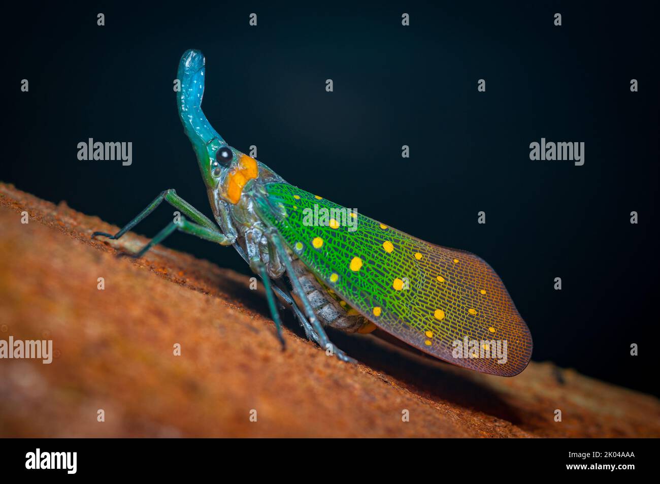 Blue Lantern Beetle in the Danum Valley of Borneo Stock Photo - Alamy