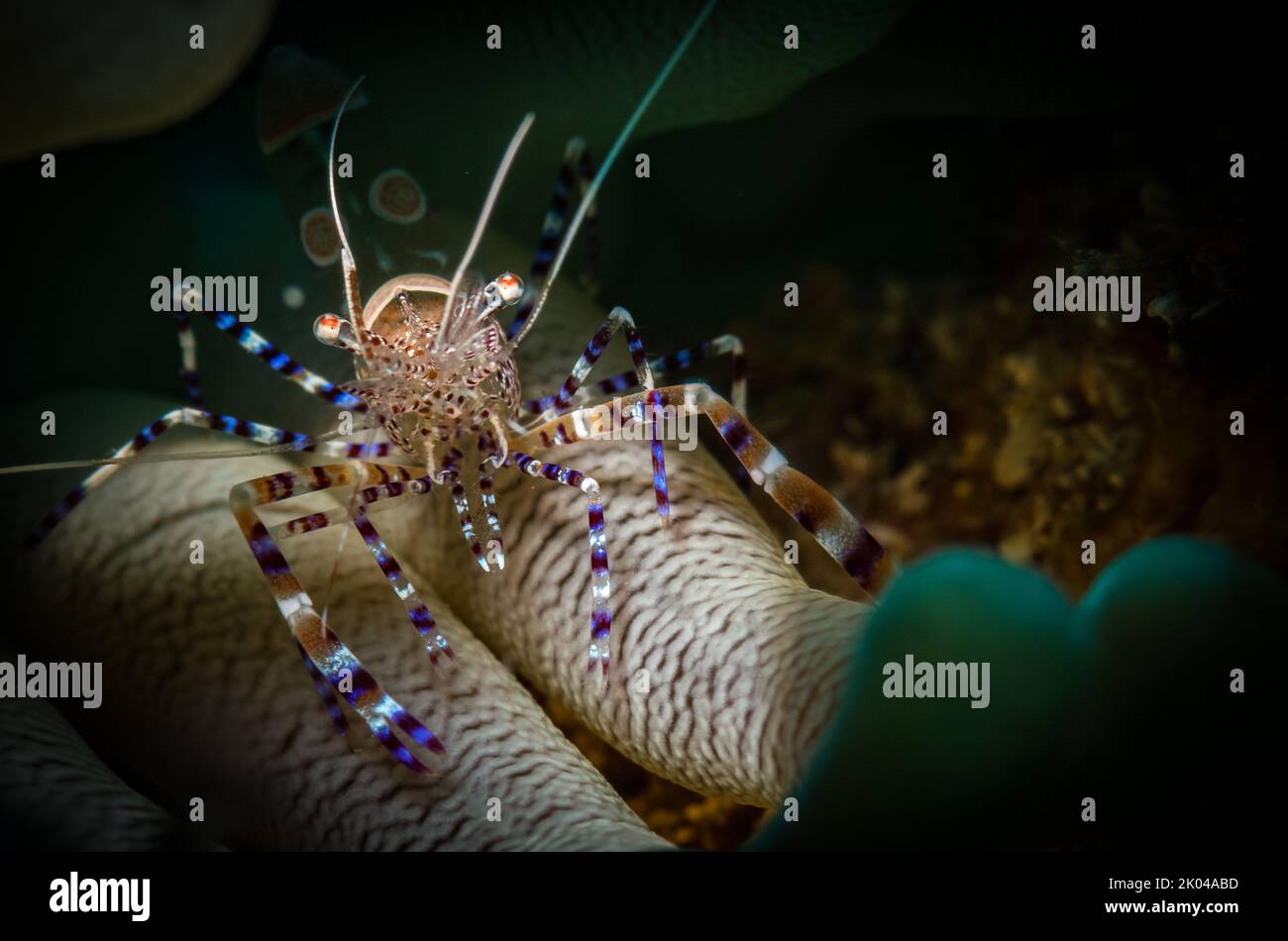 Spotted Cleaner Shrimp (Periclimenes yucatanicus) on the reef off the ...