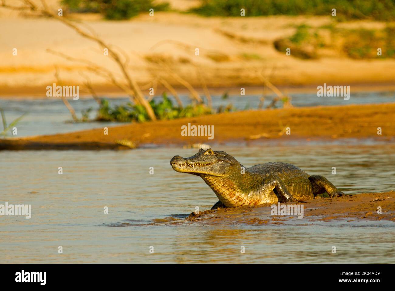 Spectacled Caiman (Caiman crocodilus), also known as white caiman or ...