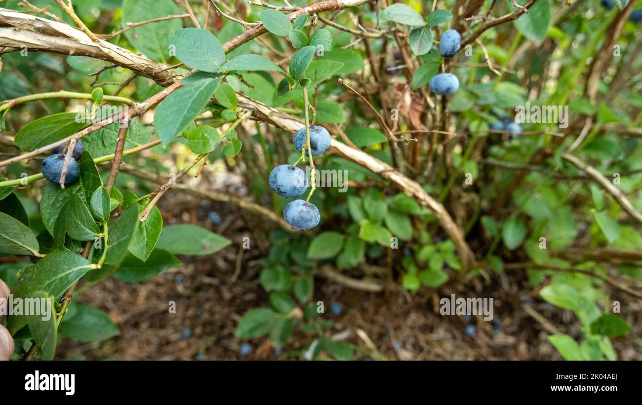 Big, ripe cultivated blueberries or highbush blueberries growing on ...
