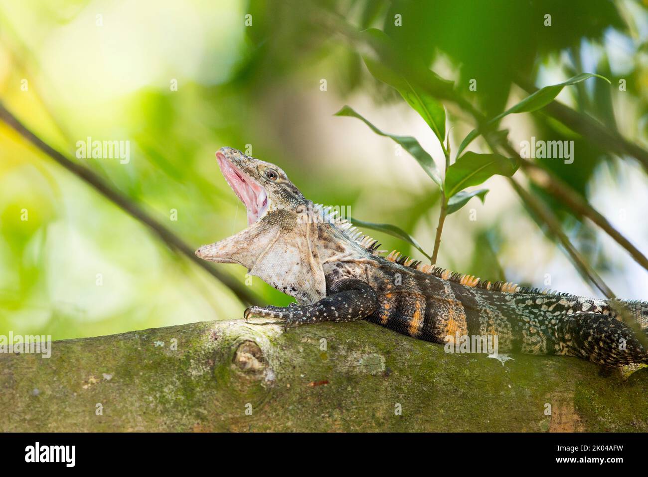 Ctenosaur (Ctenosuara similis) also kknown as the black spiny-tailed ...