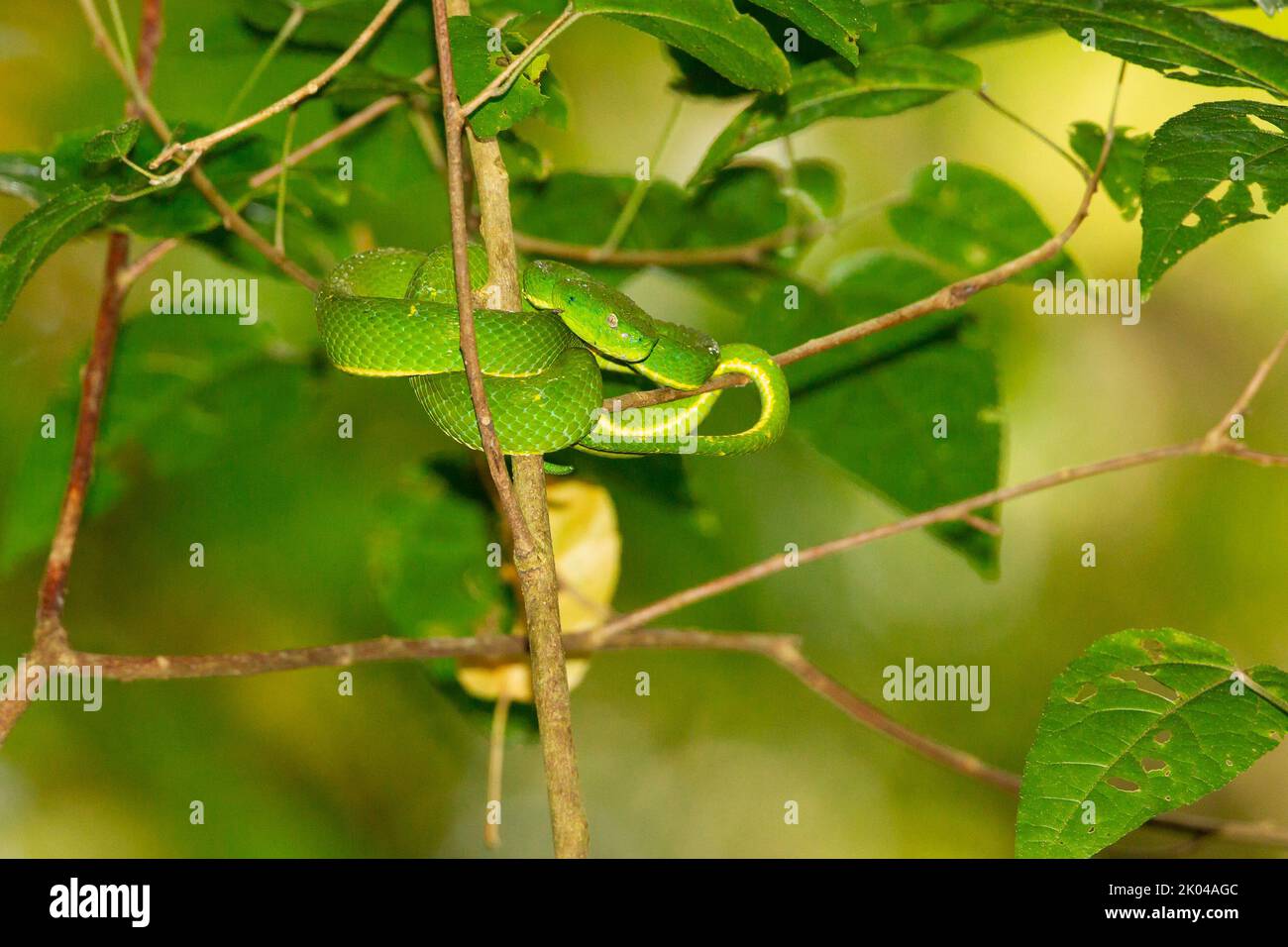 Side-striped Palm Pit Viper (Bothriechis lateralis) or side-striped ...