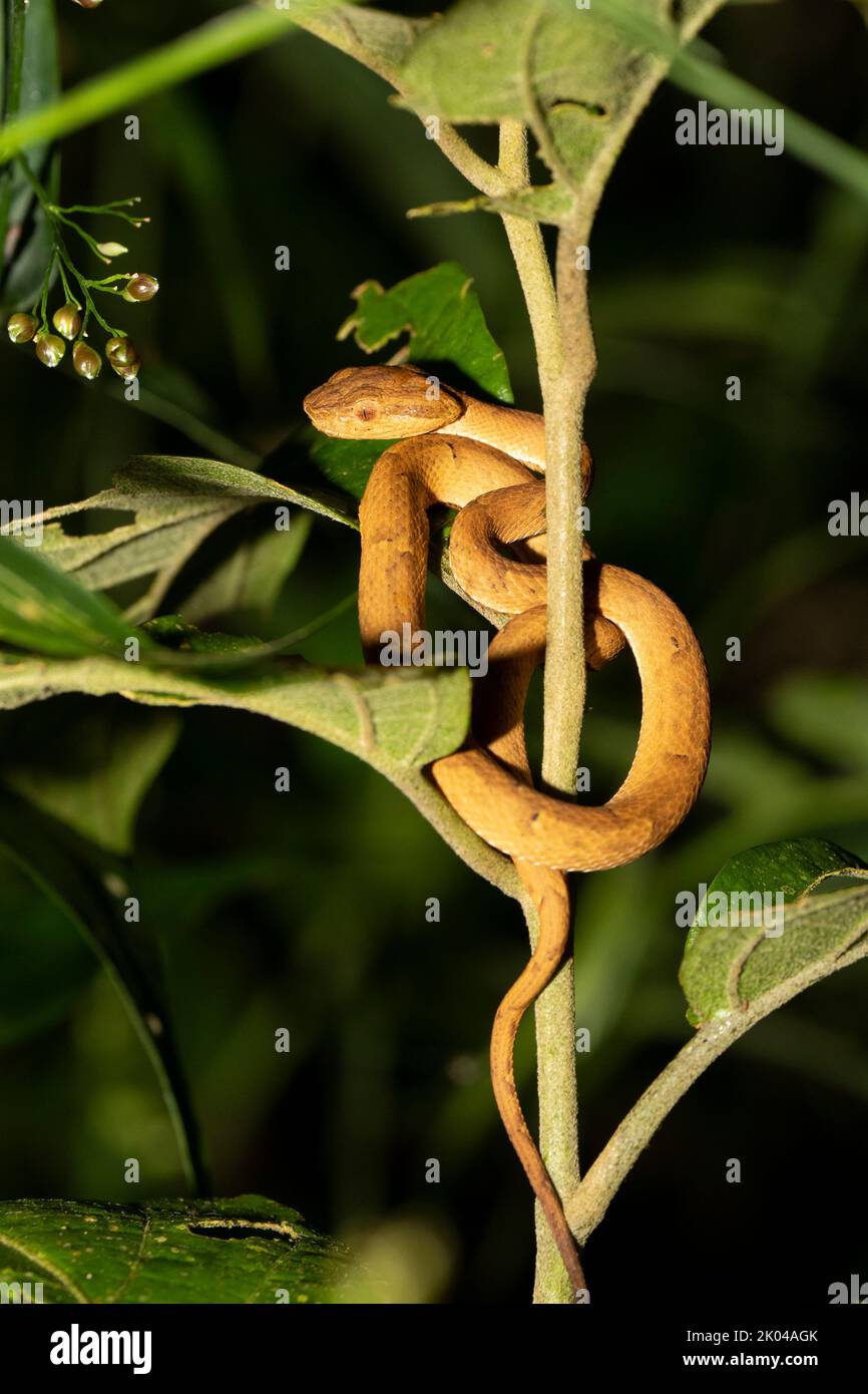 Side-striped Palm Pit Viper (Bothriechis lateralis) or side-striped ...
