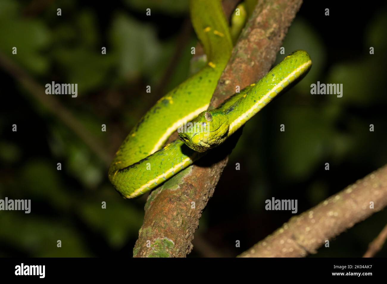 Side-striped Palm Pit Viper (Bothriechis lateralis) or side-striped ...