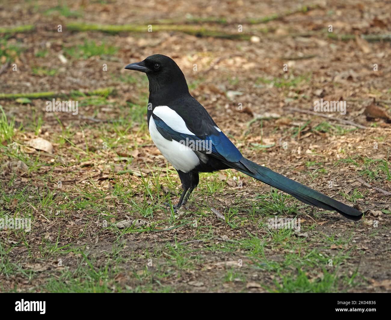 Eurasian magpie or common magpie (pica pica) with iridescent plumage ...