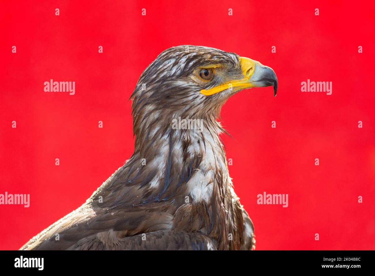 Italy, Lombardy, Steppe Eagle, Aquila Nipalensis in Captive Stock Photo ...