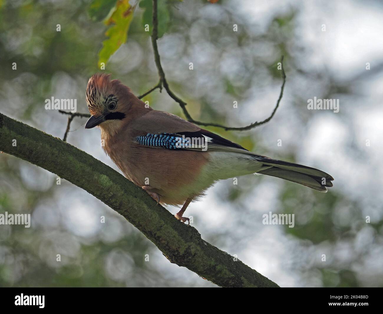 Eurasian Jay (Garrulus glandarius) with pinkish plumage,blue wing patch ...