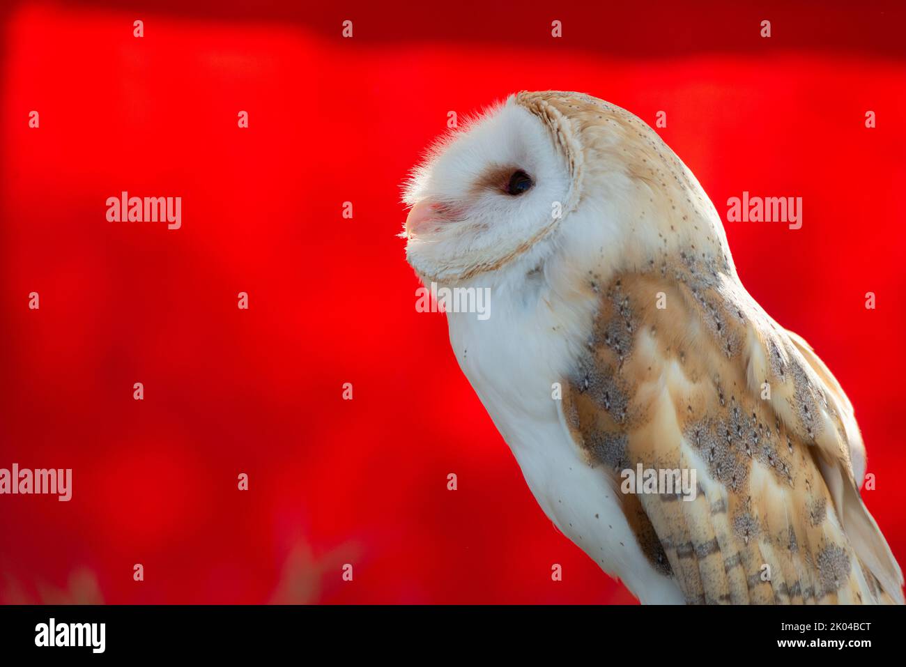 Italy, Lombardy, Barn owl, Tyto Alba, in Captive Stock Photo - Alamy