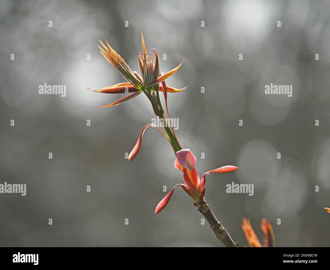 Vietnamese horse chestnut hi-res stock photography and images - Alamy