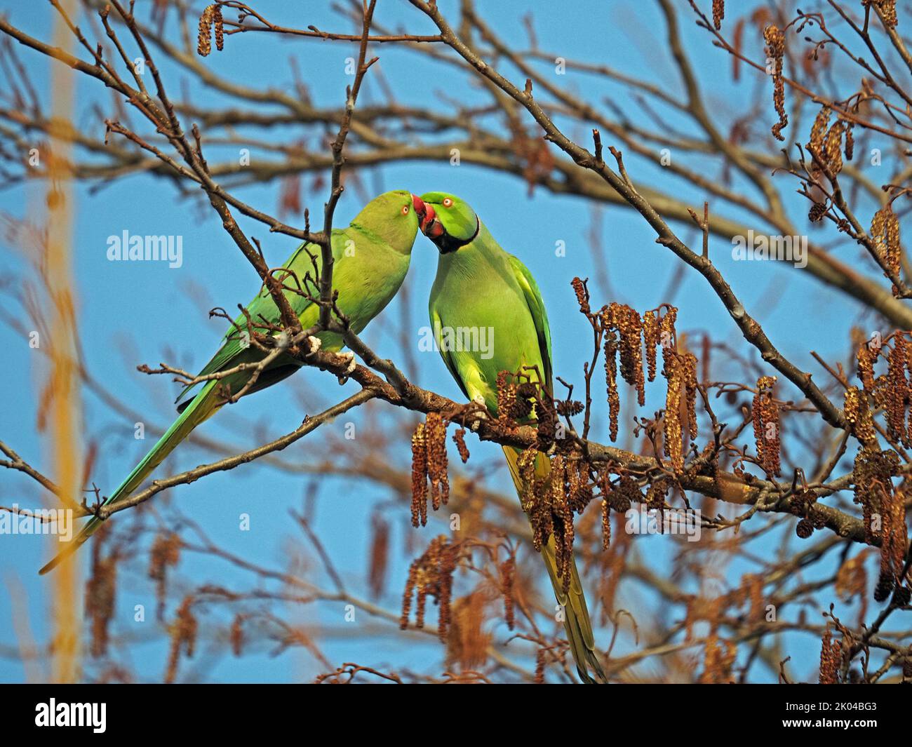 pair of Ring-necked Parakeets or rose-ringed parakeets (Psittacula ...