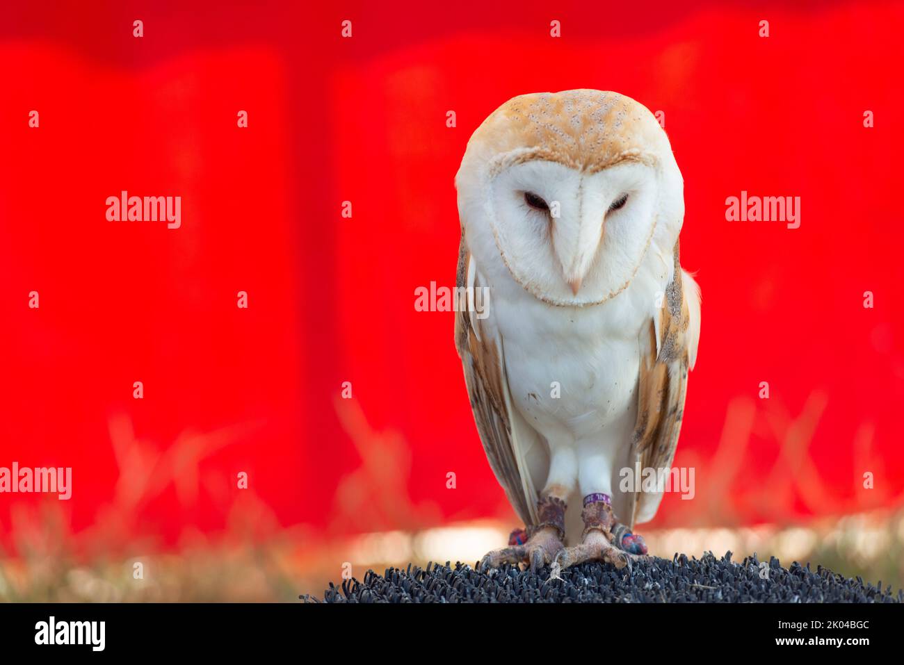 Italy, Lombardy, Barn owl, Tyto Alba, in Captive Stock Photo - Alamy