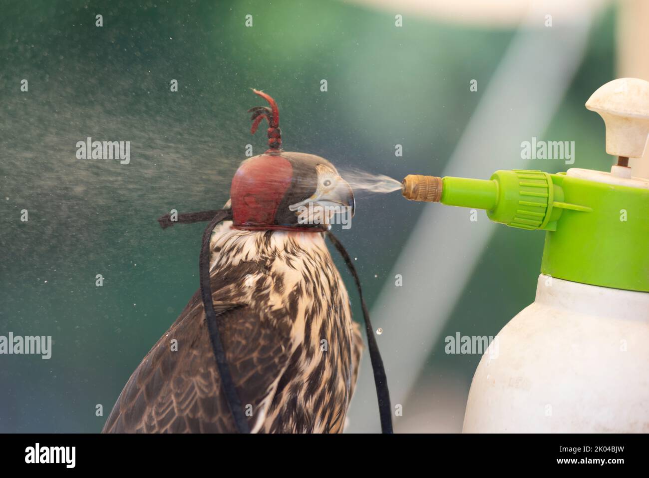 Italy, Lombardy, Peregrine Falcon, Falco Peregrinus in Captive Sprayed ...