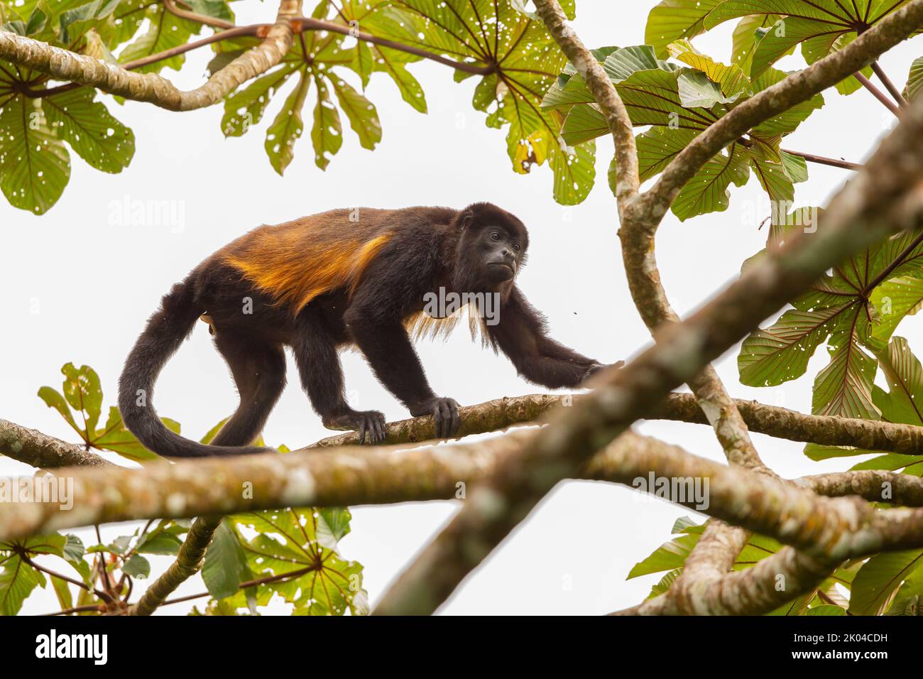 Mantled Howler Monkey (Alouatta palliata) in tree Stock Photo - Alamy