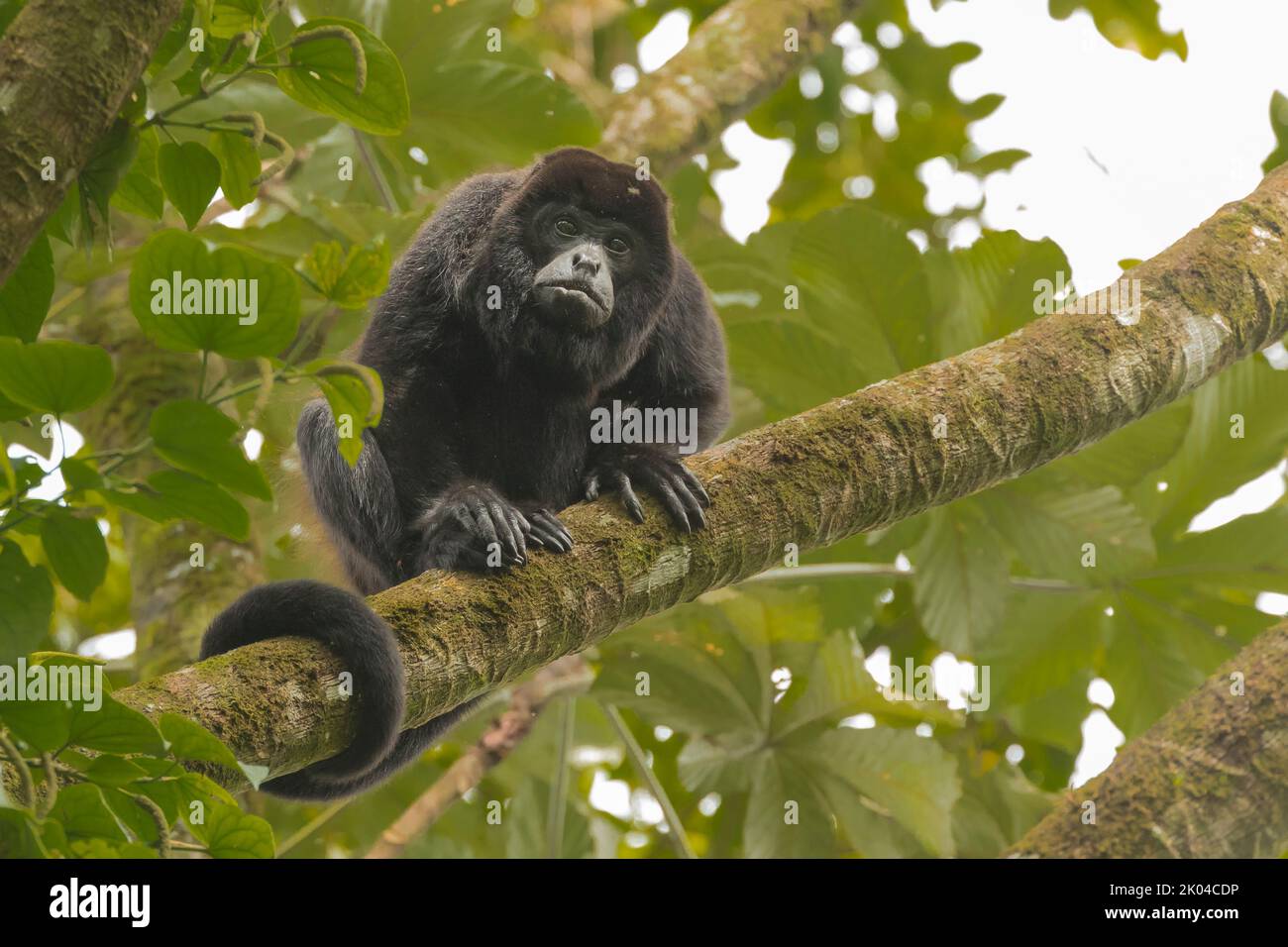 Mantled Howler Monkey (Alouatta palliata) in tree Stock Photo - Alamy