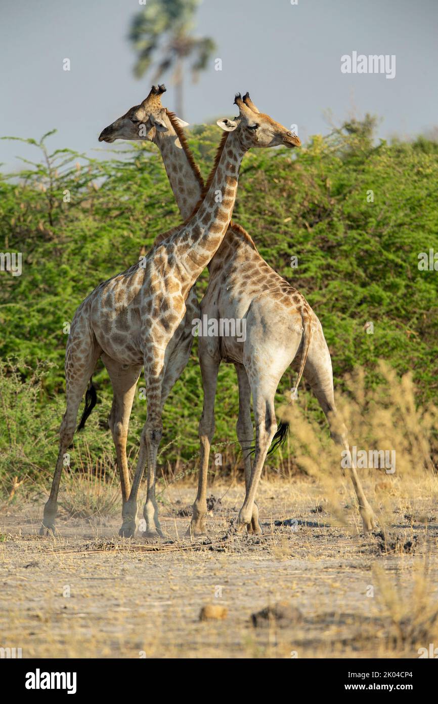 Southern Savanna Giraffe (Giraffa giraffa). Two giraffes fighting (necking Stock Photo - Alamy
