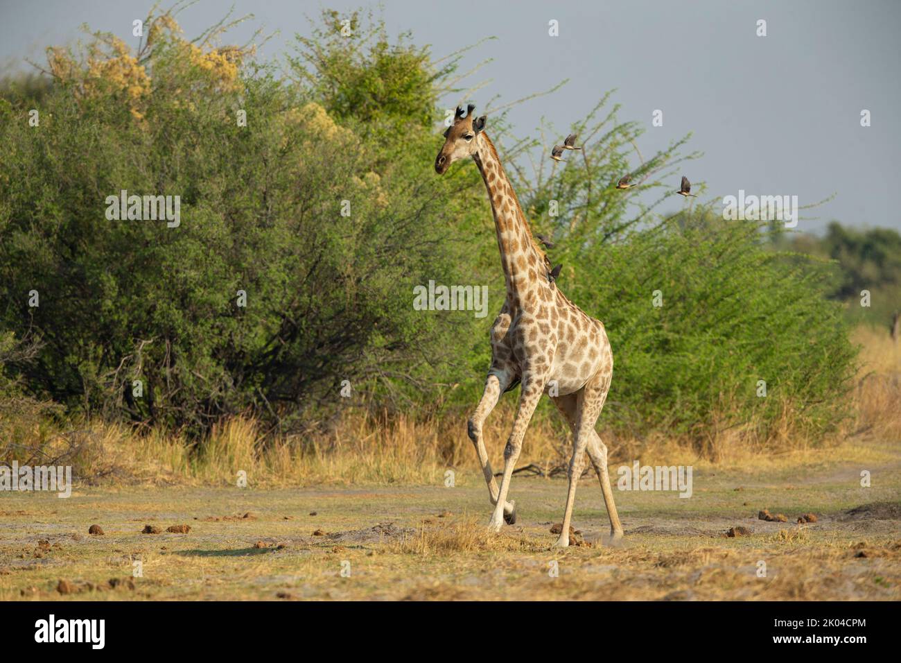 African giraffe running hi-res stock photography and images - Alamy
