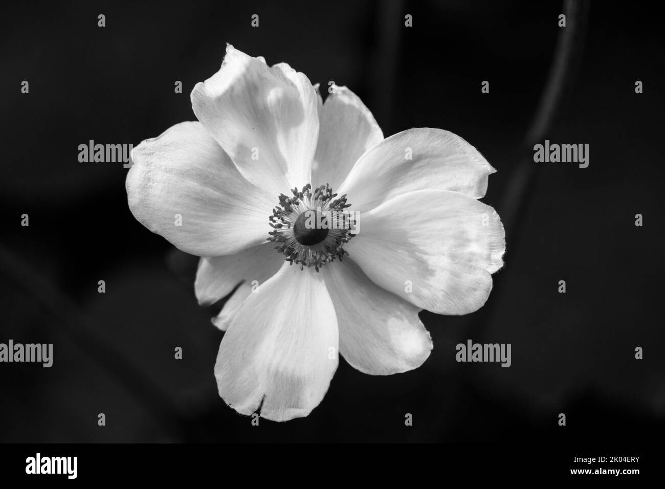 White single Japanese anemone flower on black background Growing ...