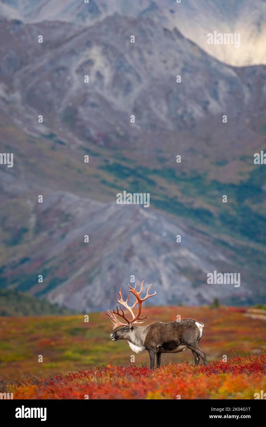 Alaska trophy caribou hi-res stock photography and images - Alamy